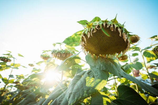 Практичний кейс: генерація додаткового доходу на елеваторі — Elevatorist.com