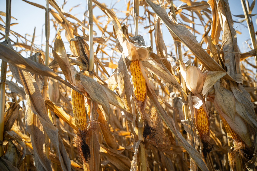 Що з якістю пізніх зернових та олійних культур по регіонах України? — Elevatorist.com