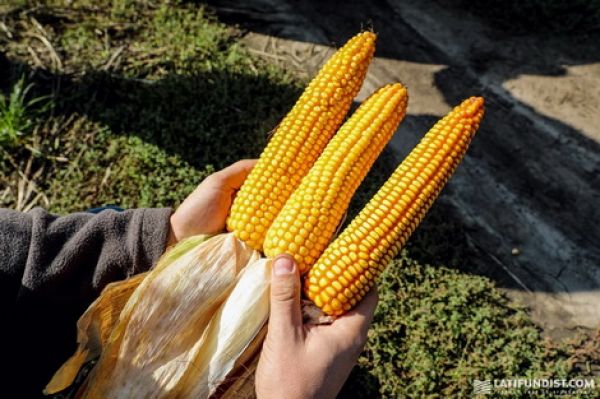 Мировые цены на кукурузу в 2018/19 МГ будут повышаться — прогноз — Elevatorist.com