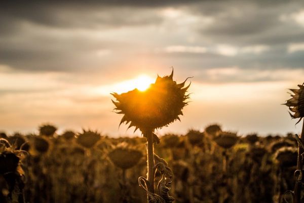 ViOil закончил перерабатывать подсолнечник в 2018/19 МГ — Elevatorist.com