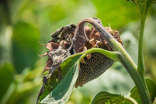 В ViOil отметили невысокое качество подсолнечника нового урожая — Elevatorist.com