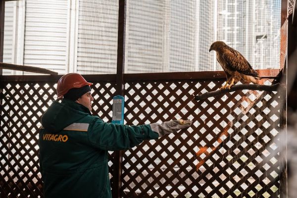 Для борьбы с голубями на комбикормовом заводе VITAGRO обучают ястреба — Elevatorist.com
