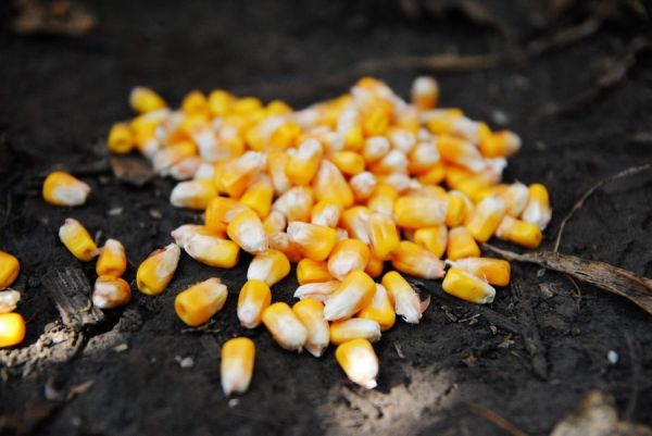 Україна стала найбільшим експортером кукурудзи та пшениці в Єгипет у 2023 р. — Elevatorist.com