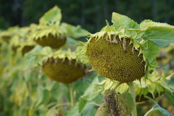 Болгарія займає українські ринки олії — Elevatorist.com