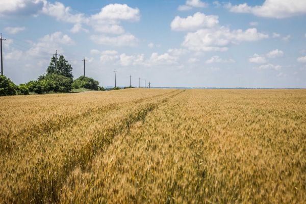В Україні може виникнути дефіцит якісної пшениці для переробки на борошно — Elevatorist.com