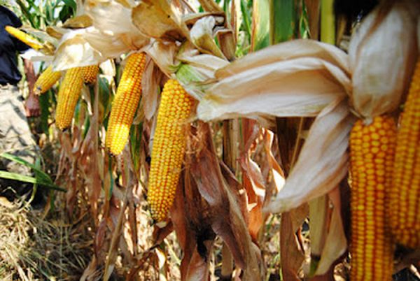 Українські аграрії залишають кукурудзу в полях, щоб не сушити — Elevatorist.com