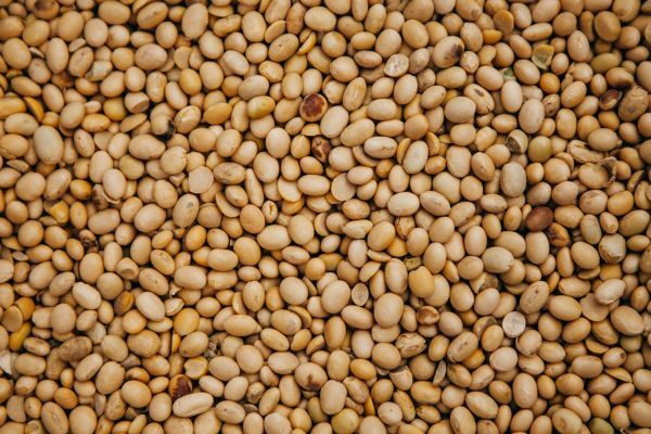 Ціни на сою стабілізувалися після зниження — Elevatorist.com