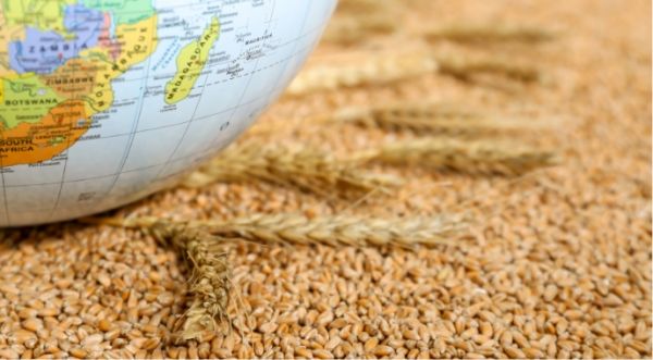 ФАО спрогнозувала світові обсяги виробництва пшениці нового врожаю — Elevatorist.com