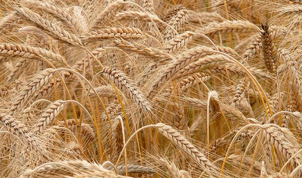 Дефіцит жита змусить українських переробників купувати його на зовнішніх ринках в 2025/26 МР ...