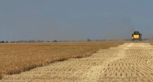 На Миколаївщині розпочали жнива ячменю — Elevatorist.com