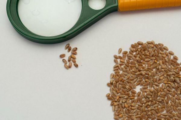 В Держпродспоживслужбі дали поради щодо уникнення сажкових хвороб зерна — Elevatorist.com