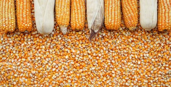 Нижчі ціни роблять українську кукурудзу знову привабливою для Єгипту — брокер — Elevatorist.com
